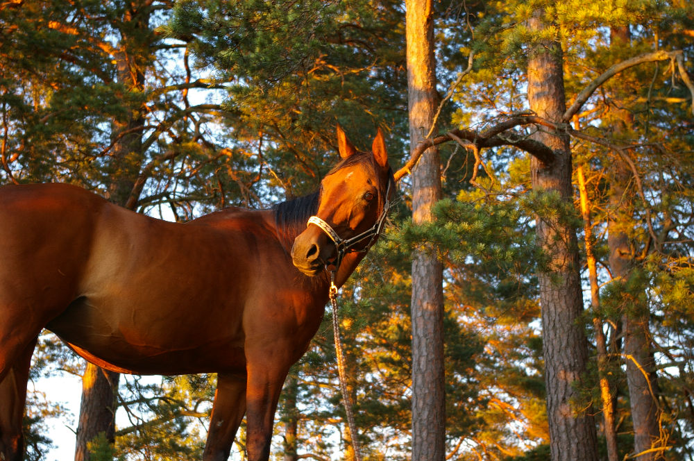 Våra hästar – Stall Övre Ullstämma